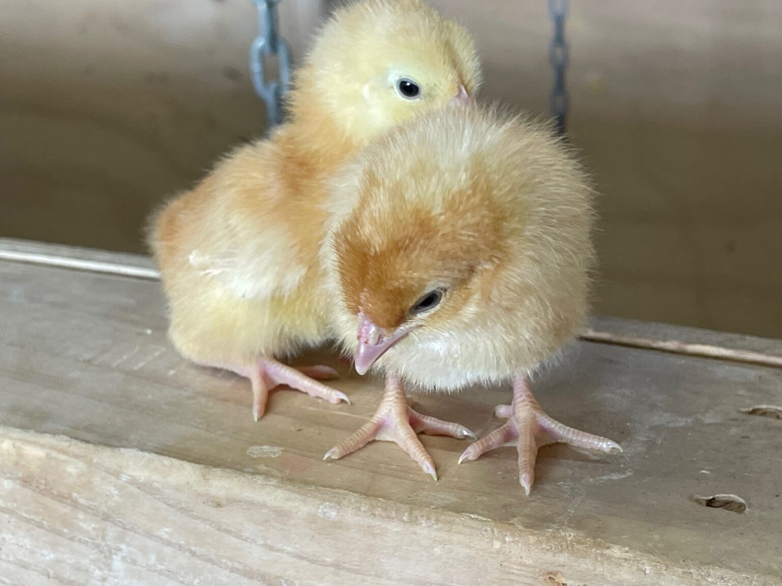 Brown Shaver ‘Day-Old’ Chicks – Guaranteed hens – please email ...