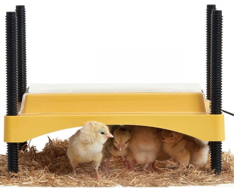 Brinsea EcoGlow Safety Chick Brooder Heat Plate – two sizes available ...